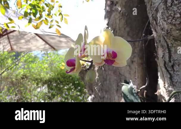 Video 4k footage. Beautiful yellow Phalaenopsis orchids blooming on ...
