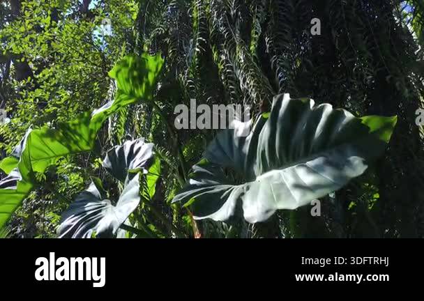 Breathtaking 4K low-angle shot of giant tropical leaves and hanging ...