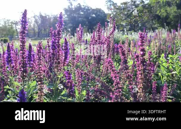 Stunning 4K footage of purple Salvia flowers blooming in sunlit park ...