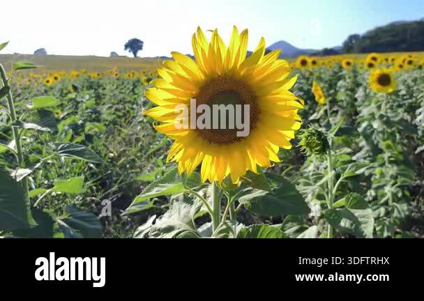4K slow-motion video. Single sunflower stands out in foreground while ...