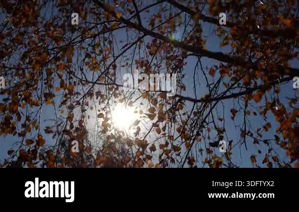 Low view to branches of birch gently swaying in wind with sunlight at ...