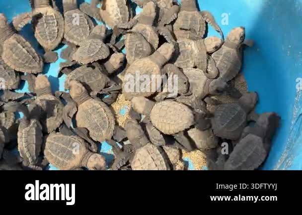 Dozens of tiny olive ridley sea turtle hatchlings crawl over sand ...