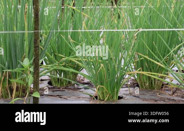 Fresh green shallots or spring onions growing through black plastic ...