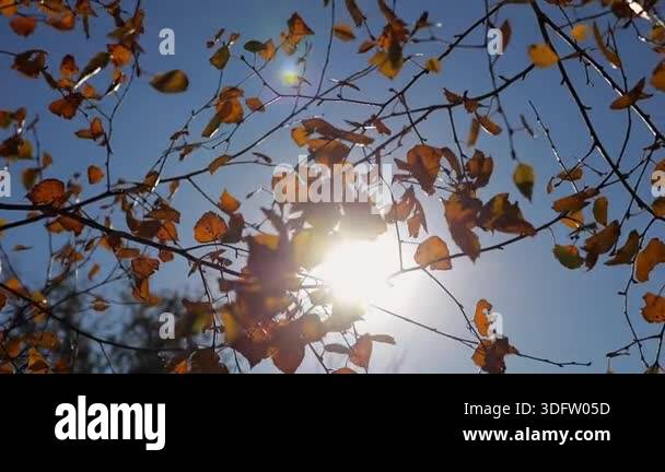 Branches of birch gently swaying in wind with bright sunlight at ...