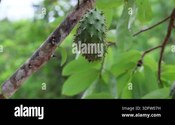 Small young soursop fruit with green prickly skin hanging from a tree ...