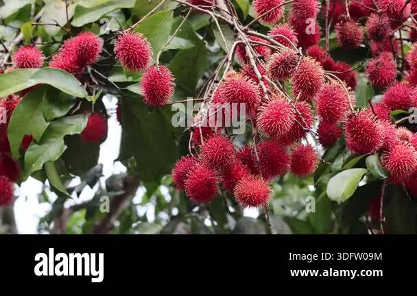 Bunch of ripe red rambutan fruits hanging on a tree branch with green ...