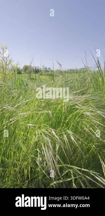 Lush Green Grass Swaying Under Sky, LowAngle CloseUp Through Tall ...