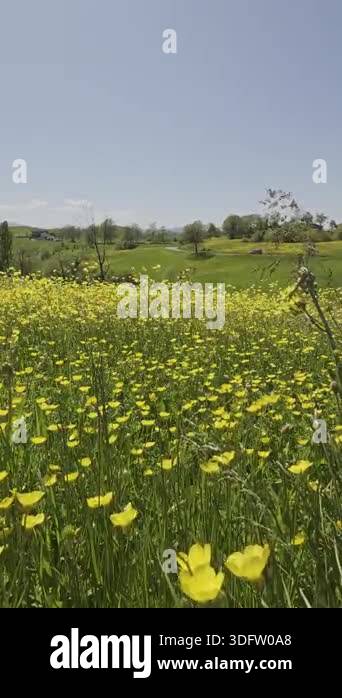 Sunlit Meadow Yellow Buttercups Blue Sky. LowAngle View Across Field Of ...