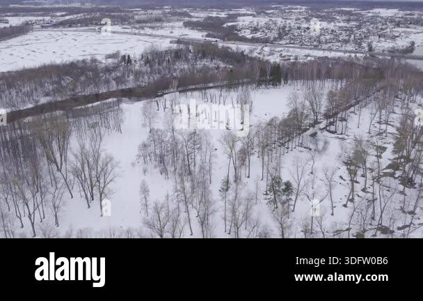 Snowy Birch Forest Aerial Sweeping View Over Slender Trunks And Open ...