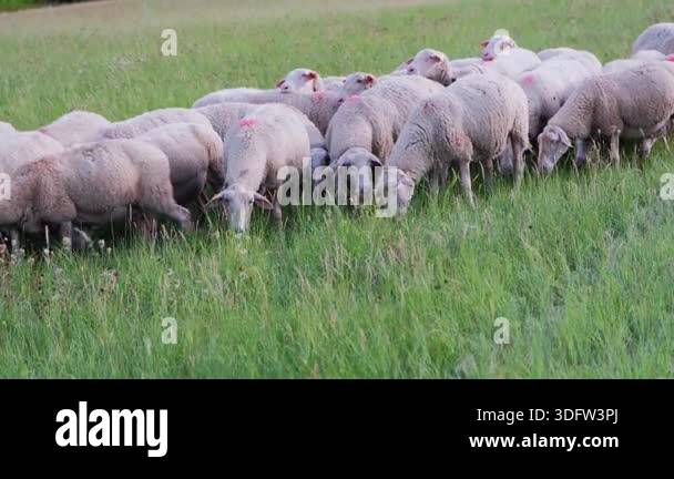 CloseUp Sheep Grazing On Green Grass, Visible Fleece Texture, Pink ...