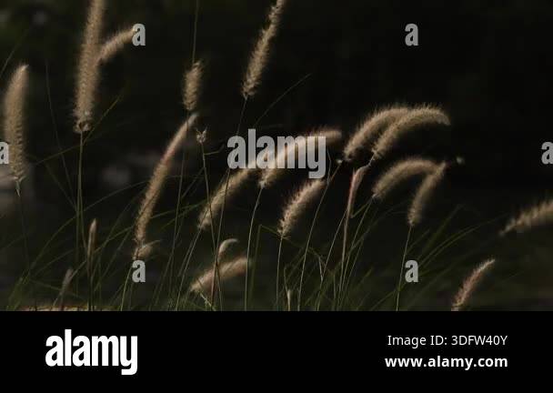 Slow motion feather Grass. White grass flowers sway gently in breeze by ...