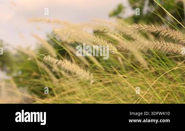 Slow motion feather Grass. White grass flowers sway gently in breeze by ...