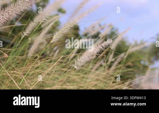 Slow motion feather Grass. White grass flowers sway gently in breeze by ...