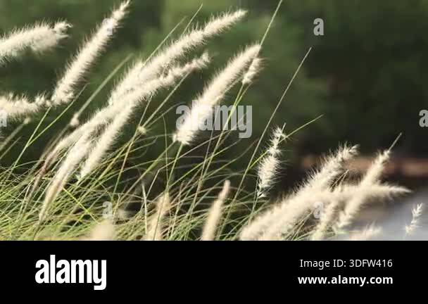 Slow motion feather Grass. White grass flowers sway gently in breeze by ...