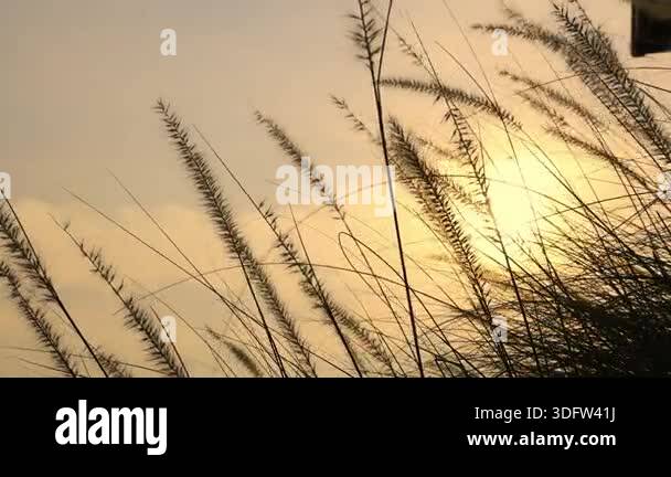 Slow motion feather Grass. White grass flowers sway gently in breeze by ...