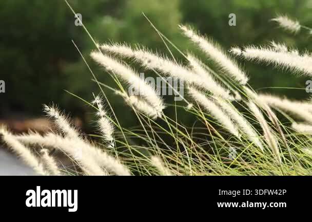 Slow motion feather Grass. White grass flowers sway gently in breeze by ...