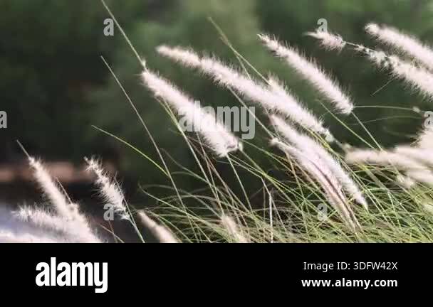 Slow motion feather Grass. White grass flowers sway gently in breeze by ...