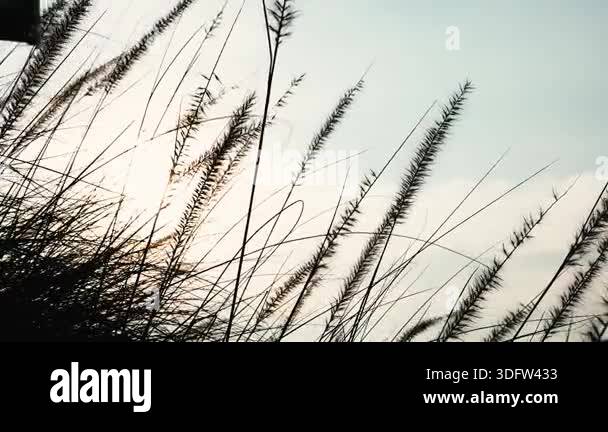 Slow motion feather Grass. White grass flowers sway gently in breeze by ...