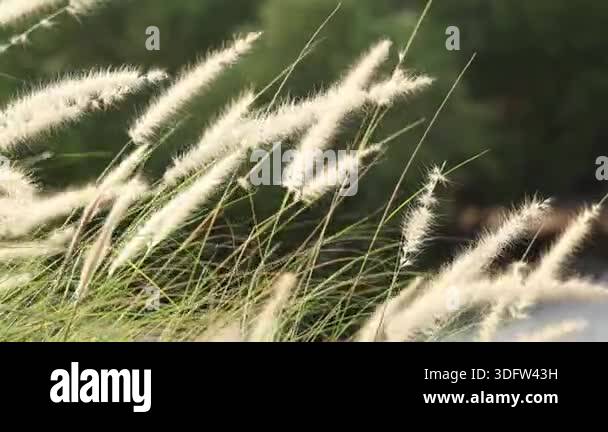 Slow motion feather Grass. White grass flowers sway gently in breeze by ...