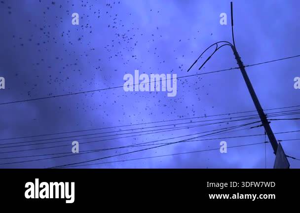 Murmuration of starlings flying together over power lines during a dark ...