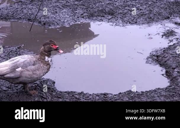 Farm animals, including Muscovy ducks and a chicken, foraging in a ...