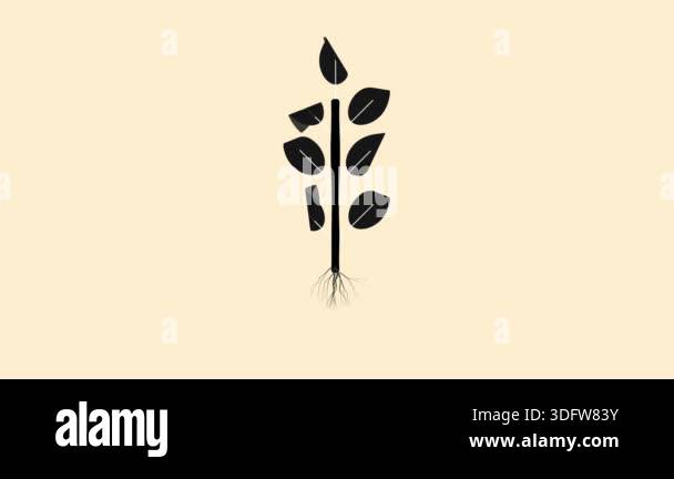 Animated Plant with leaves and roots growing Stock Video Footage - Alamy
