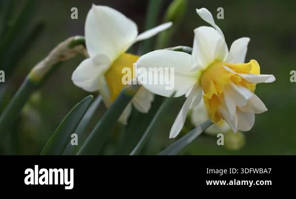 Beautiful close up of a blooming double daffodil with white petals and ...