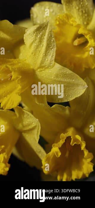 Beautiful bouquet of fresh yellow daffodils covered with morning dew ...