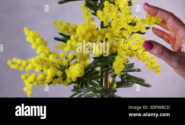 Feminine hand with pink nail polish gently stroking a beautiful yellow ...