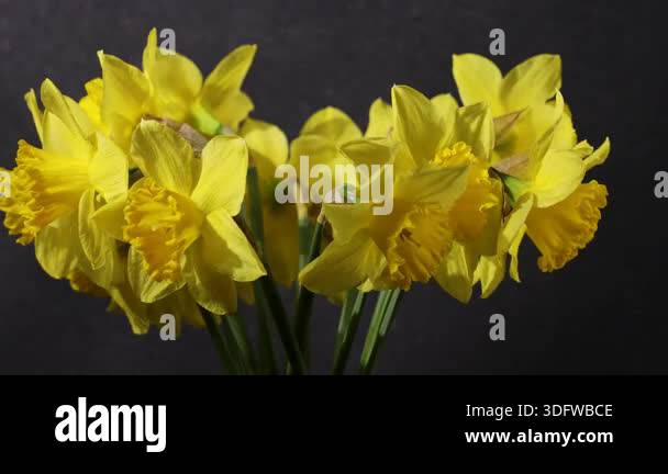 Beautiful bouquet of yellow daffodil flowers withering and dying over ...