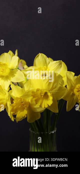 Bright yellow daffodils in a transparent glass vase gently rotating ...