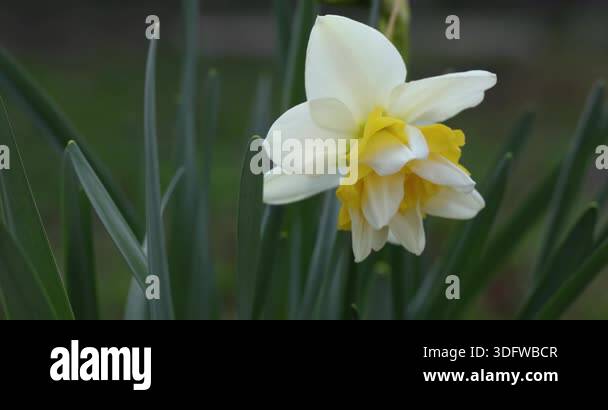 Beautiful white and yellow double daffodil flower with frilly petals ...