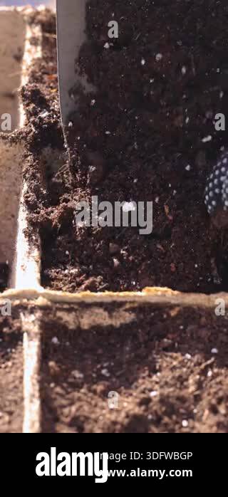 Close up of a gardener's gloved hands using a small shovel to fill a ...