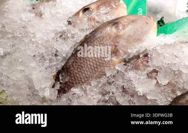 various fresh raw fish displayed with ice cubes ready for sale at ...