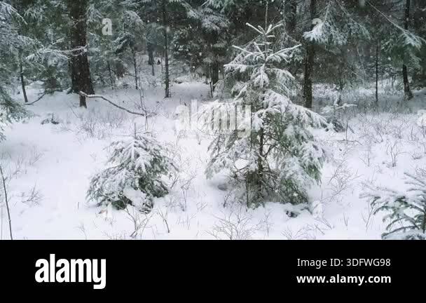 Tranquil woodland landscape on edge of snowy conifer forest with snow ...