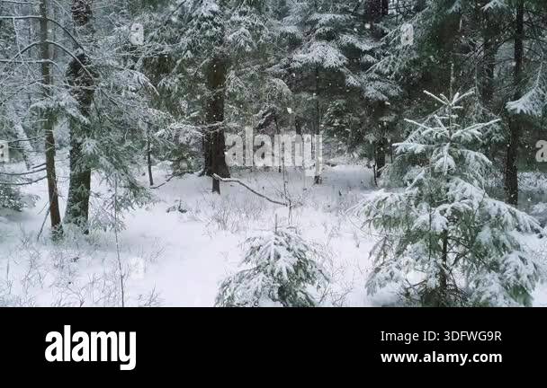 Peaceful woodland scenery on edge of snowy coniferous forest with ...