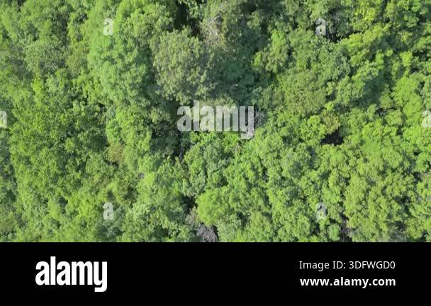 Dense green forest canopy from above Stock Video Footage - Alamy