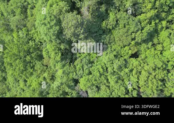 Lush green forest canopy from above Stock Video Footage - Alamy