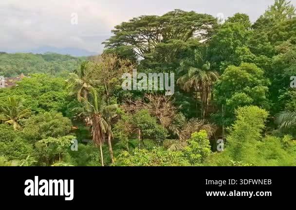 A view of rows of shady trees and lush hills between the rooftops. In a ...