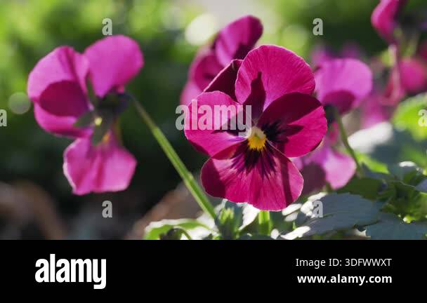 Tokyo,Japan - January 10, 2026: Closeup of wine color viola flower ...