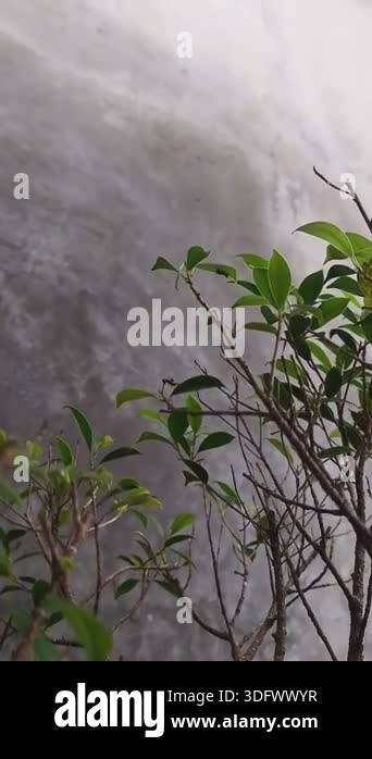 Beautiful Artistic Bonsai Tree Design Stock Video Footage - Alamy