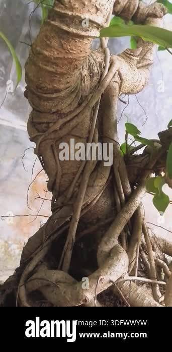 Beautiful Artistic Bonsai Tree Design Stock Video Footage - Alamy