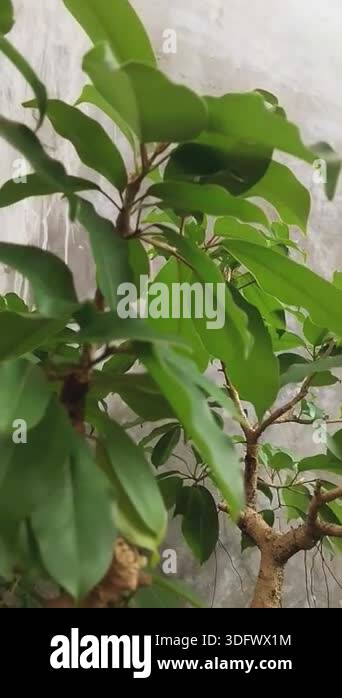 Beautiful Artistic Bonsai Tree Design Stock Video Footage - Alamy