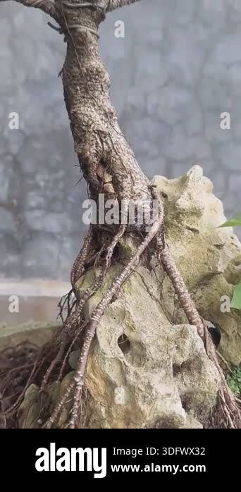 Beautiful Artistic Bonsai Tree Design Stock Video Footage - Alamy