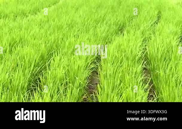 Lush green rice field with neatly arranged rows growing in a tropical ...