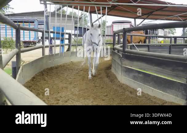 White and chesnut horses wearing a halter walking along a stable ...