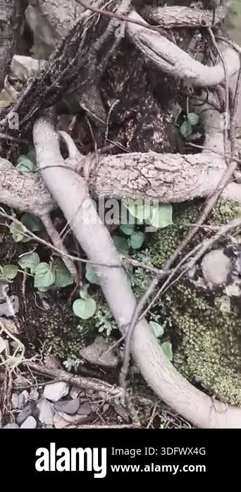 Beautiful Artistic Bonsai Tree Design Stock Video Footage - Alamy