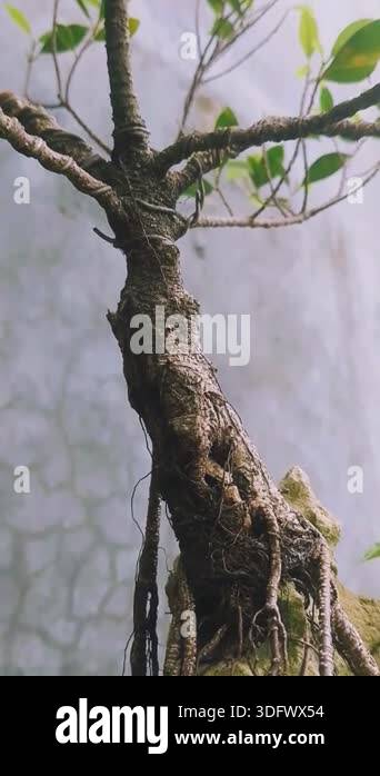 Beautiful Artistic Bonsai Tree Design Stock Video Footage - Alamy