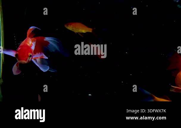 Beautiful Goldfish Swimming in Dark Background Slow Motion Stock Video ...