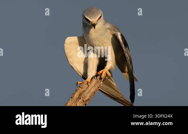 A black-winged kite (Elanus caeruleus) on a branch balancing in the ...